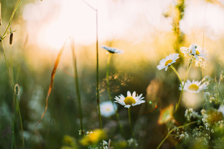 Spring – The Parfums